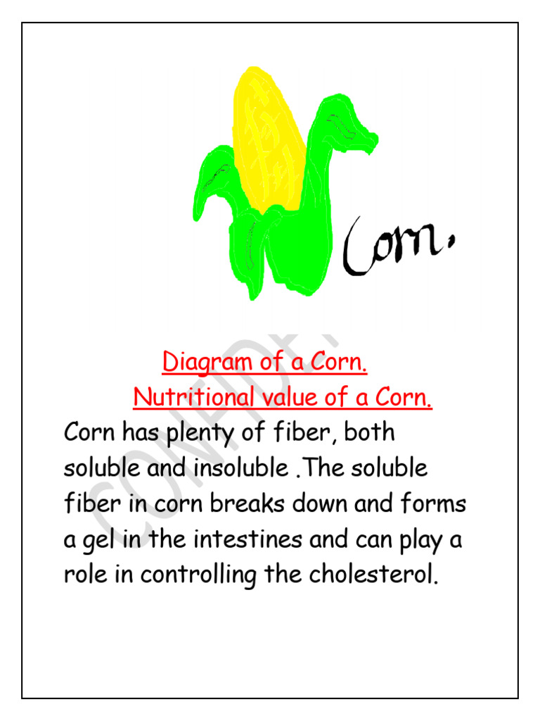 Diagram of a Corn | PDF