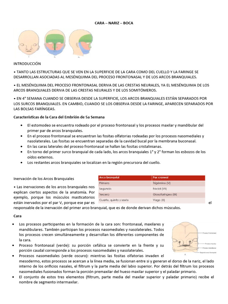Cara Nariz e Boca Embrio | PDF | Lengua | Epitelio
