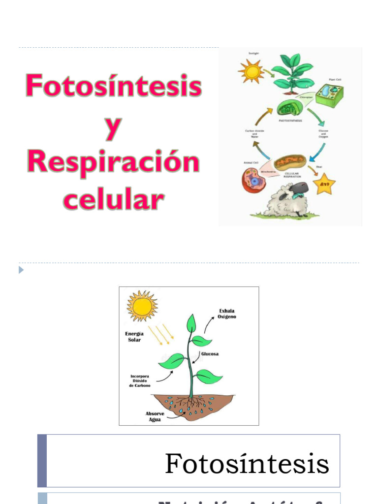 Fotosíntesis y Respiración Celular | Descargar gratis PDF | Respiración ...