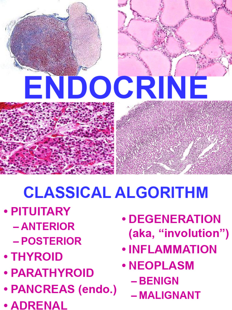 Endocrine System Download Free Pdf Endocrine System Adrenal Gland
