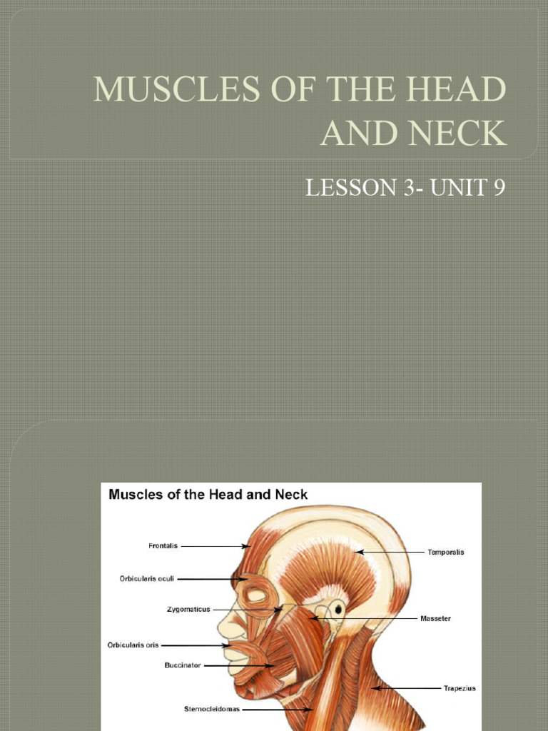 Anatomy-Muscles of The Head and Neck 2018 | PDF | Neck | Tongue