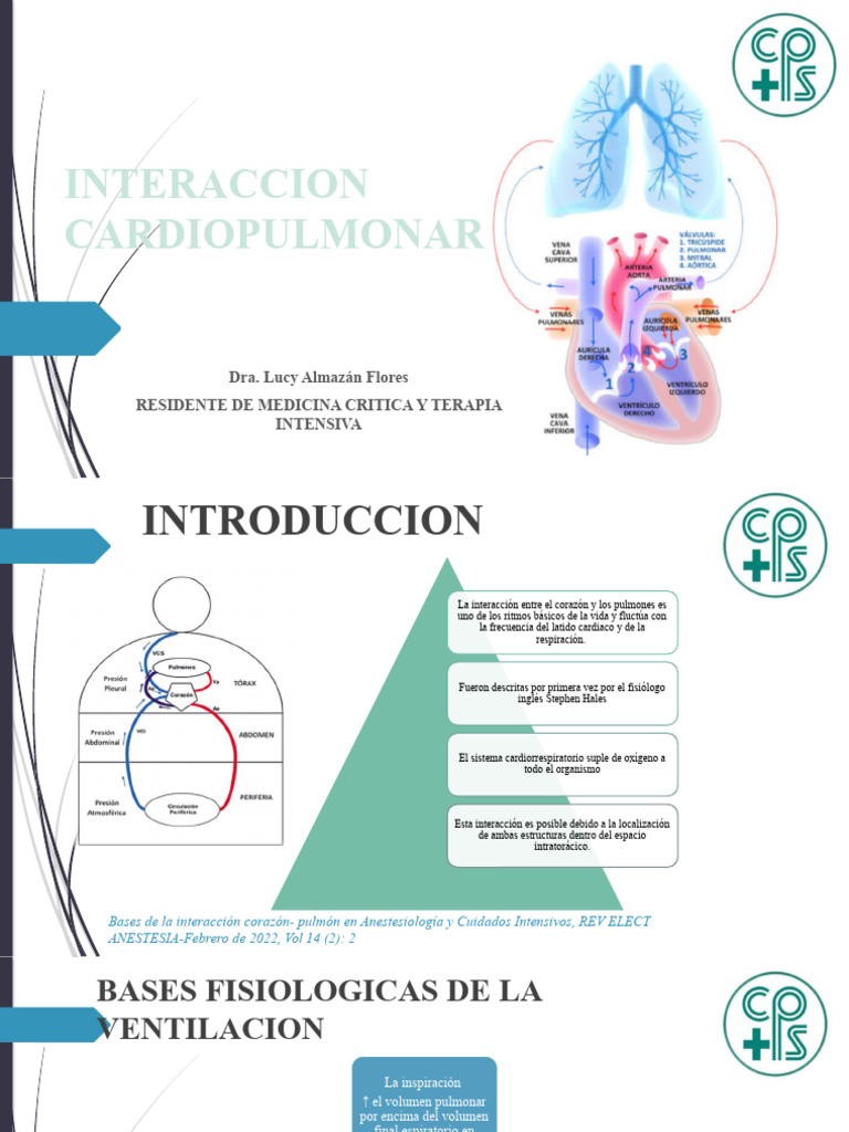 Interaccion Corazon Pulmon | PDF | Corazón | Sistema circulatorio