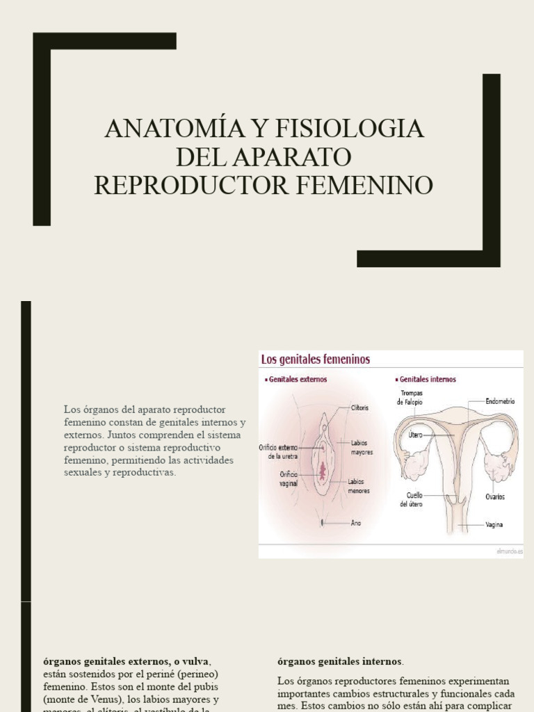 Genitales Internos del Aparato Reproductor Femenino | PDF | Útero | Labios