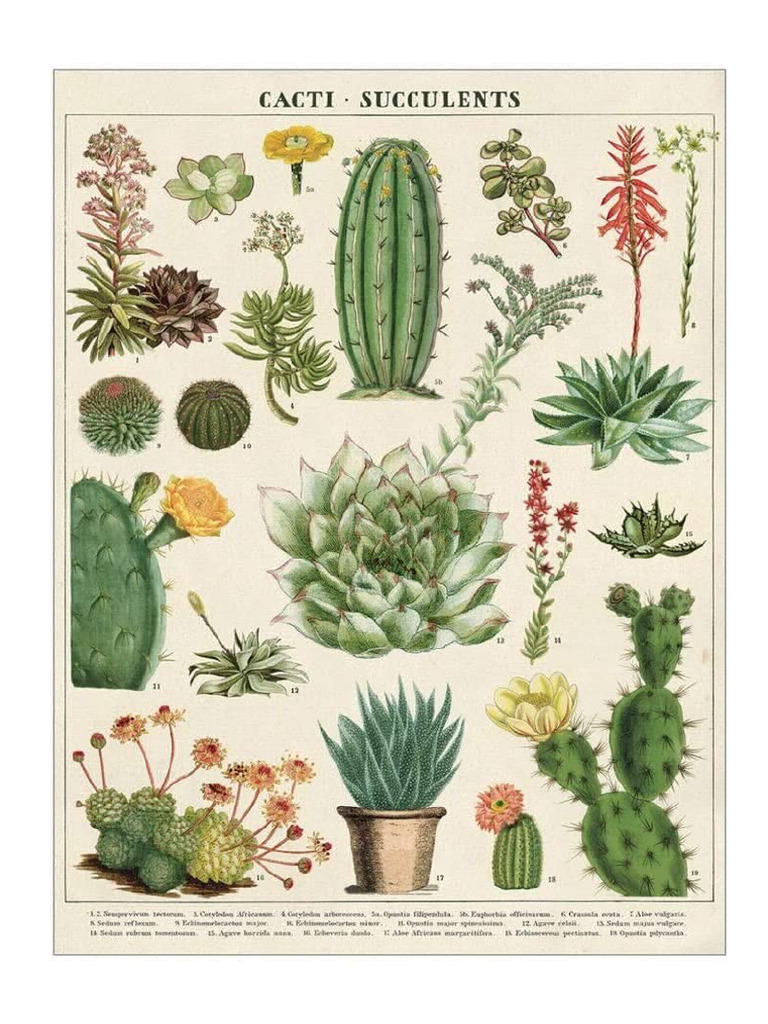 Tipos de Cactus | PDF