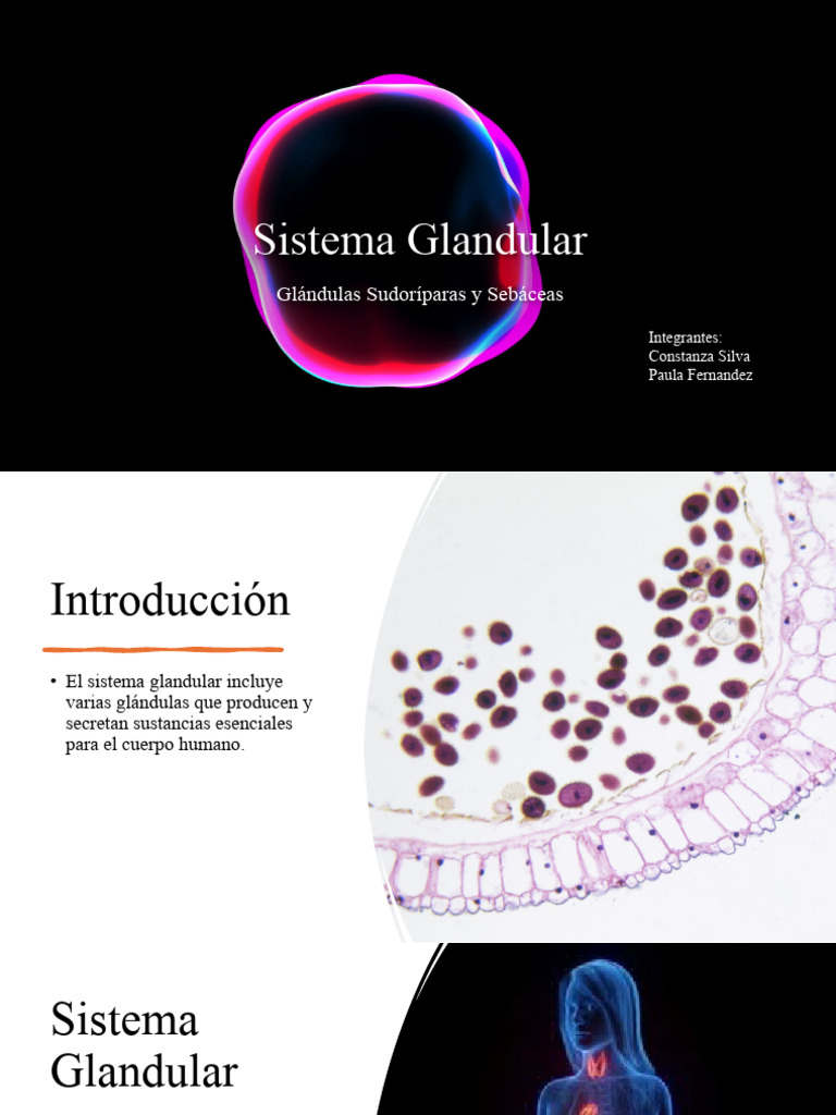 Presentacion Anatomia Final | PDF | Sistema endocrino | Anatomía