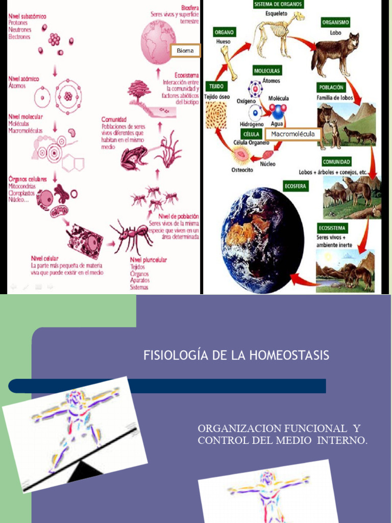 Homeostasis y Control Del Medio Interno | PDF | Homeostasis | Membrana celular