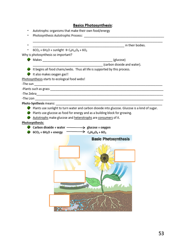 Basics Photosynthesis Notes | PDF | Photosynthesis | Chloroplast