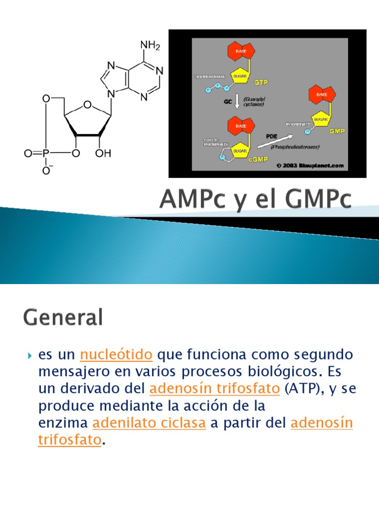 AMPc y el GMPc | Cellular Processes | Earth & Life Sciences
