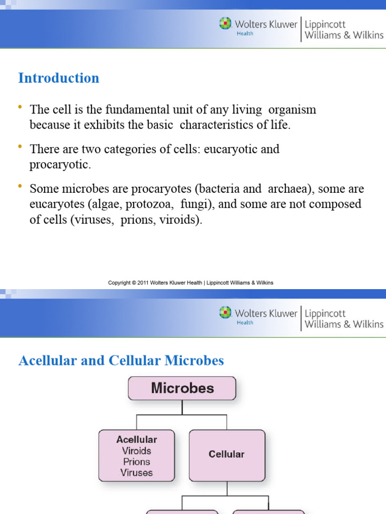 Lab. Cell Structure | PDF | Cell (Biology) | Endoplasmic Reticulum