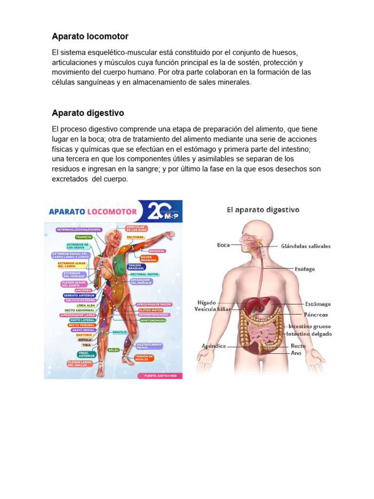 Aparatos y Sistemas Del Cuerpo | PDF | Sentidos | Gusto