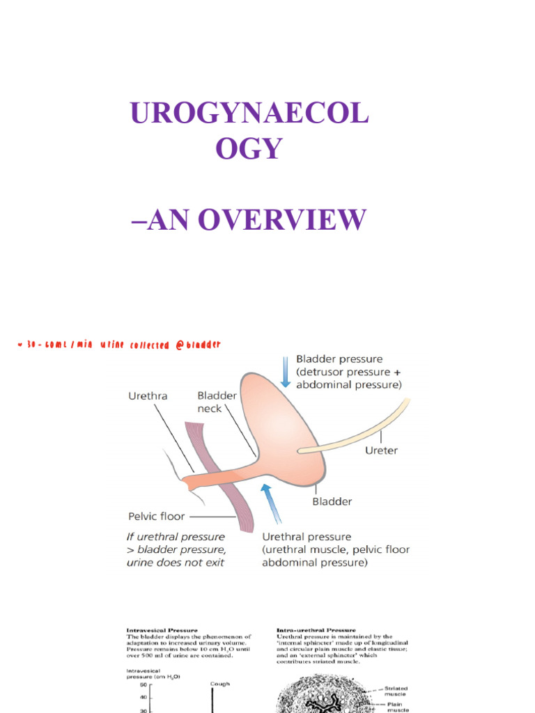 Lec - Overview of Urogynaecology | PDF | Pelvis | Sexual Anatomy