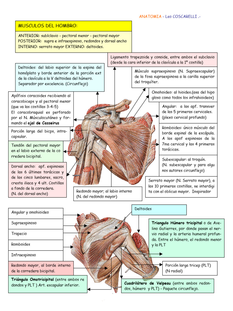 Musculos Del Hombro | PDF | Sistema musculoesquelético | Anatomía