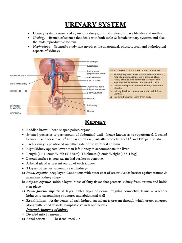 Urinary System Anatomy | Download Free PDF | Kidney | Morphology (Biology)