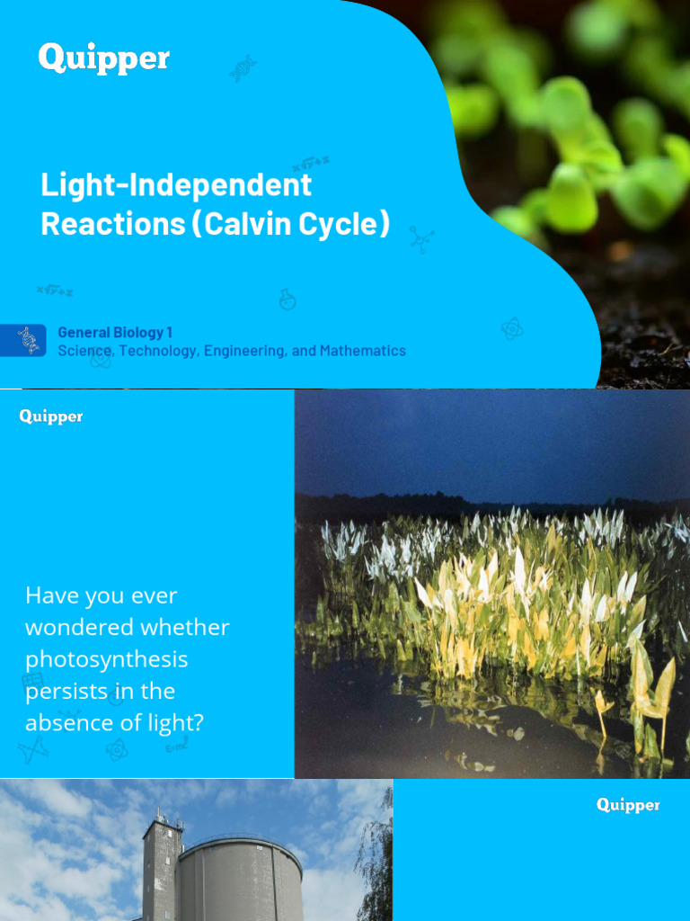 Understanding the Calvin Cycle in Photosynthesis | PDF | Photosynthesis ...
