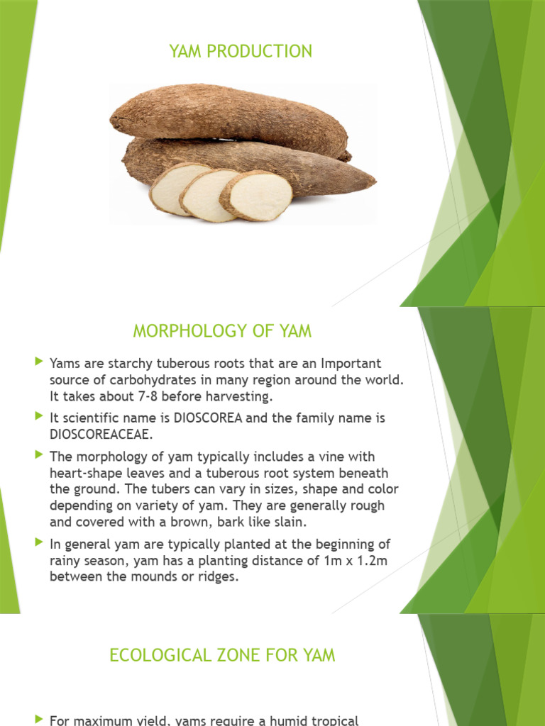 Yam Production | PDF | Edible Plants | Crops