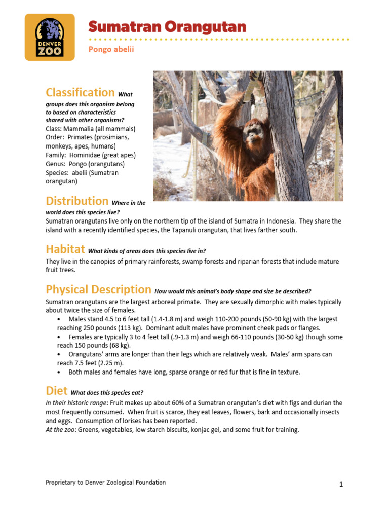 Sumatran-orangutan | PDF | Orangutan | Zoology