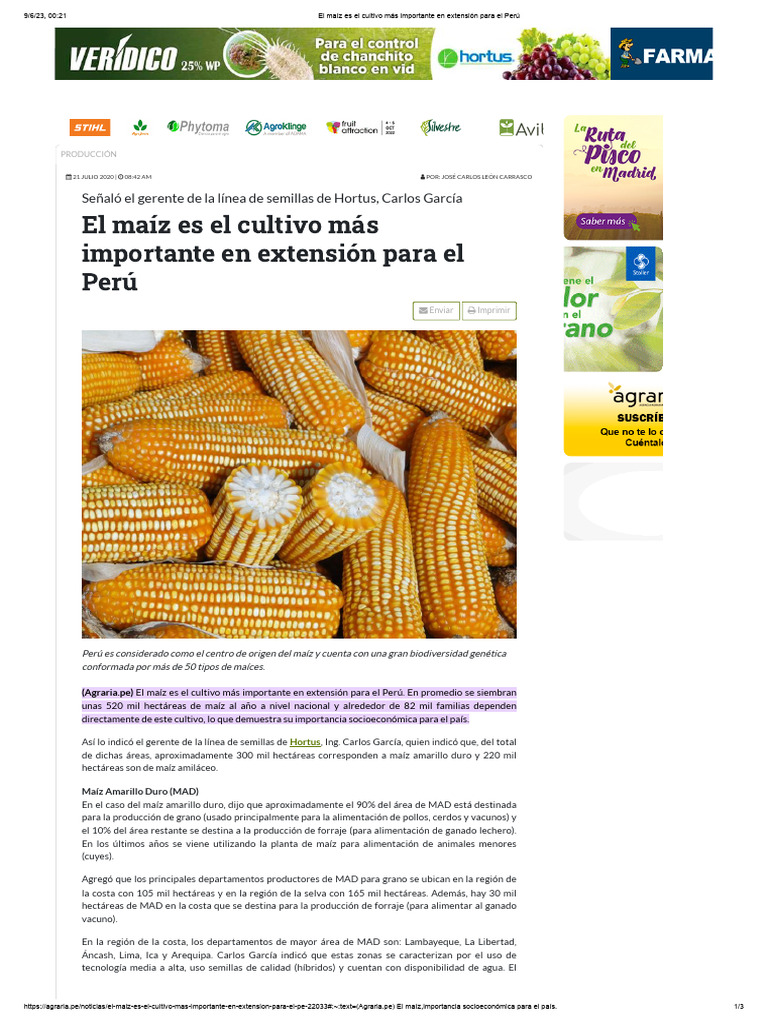 Agencia Agraria El Maíz Es El Cultivo Más Importante en Extensión para El Perú | PDF | Maíz | Perú