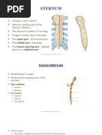 Canine Sternum Anatomy Overview | PDF | Abdomen | Musculoskeletal System