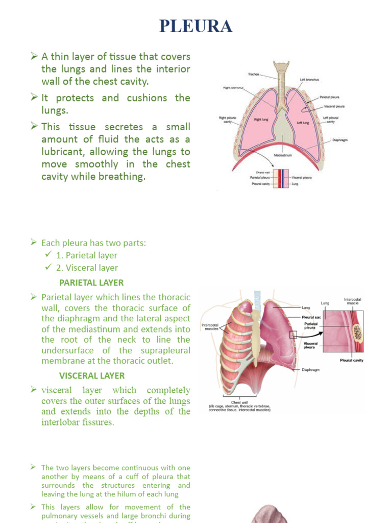 Pleura | PDF | Lung | Thorax (Human Anatomy)