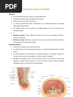 Omentos Mayor y Menor - Anatomía, Ubicación y Función - Kenhub | PDF ...
