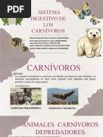 Sistema Digestivo Carnivoro | PDF | Digestión | Sistema digestivo humano