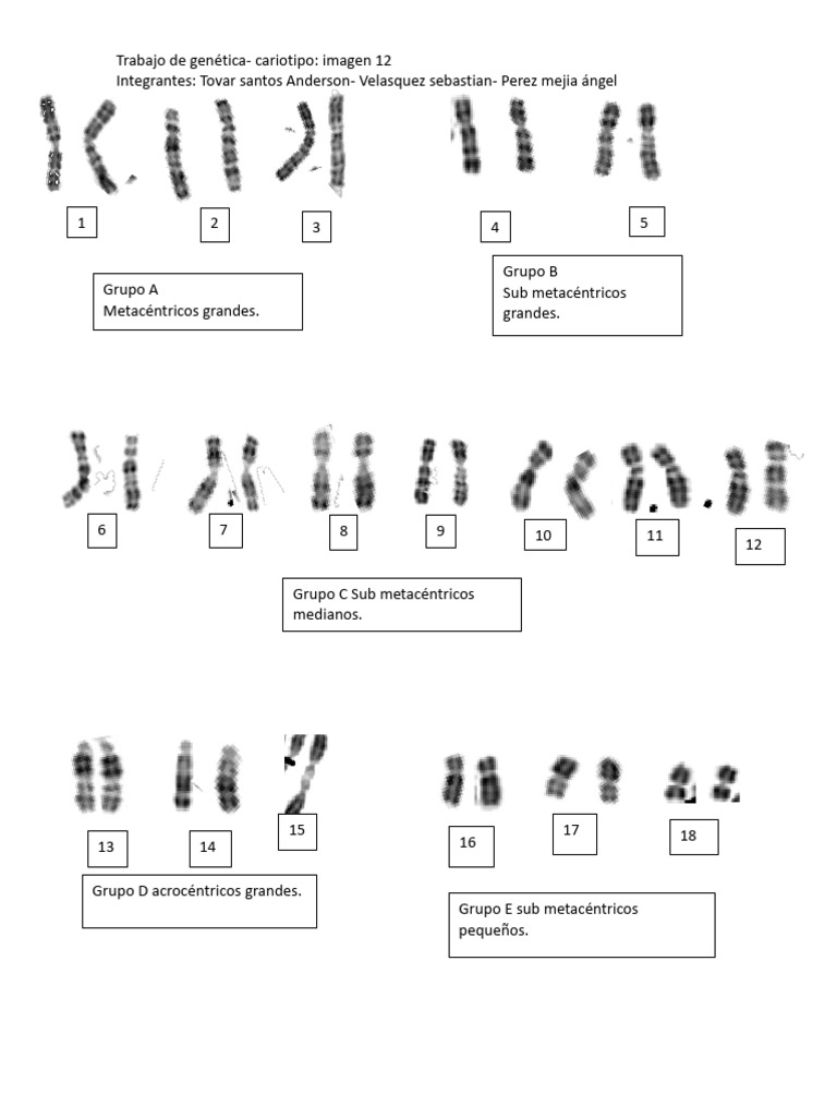 Cariotipo - Genetica | PDF | Cariotipo | Cromosoma