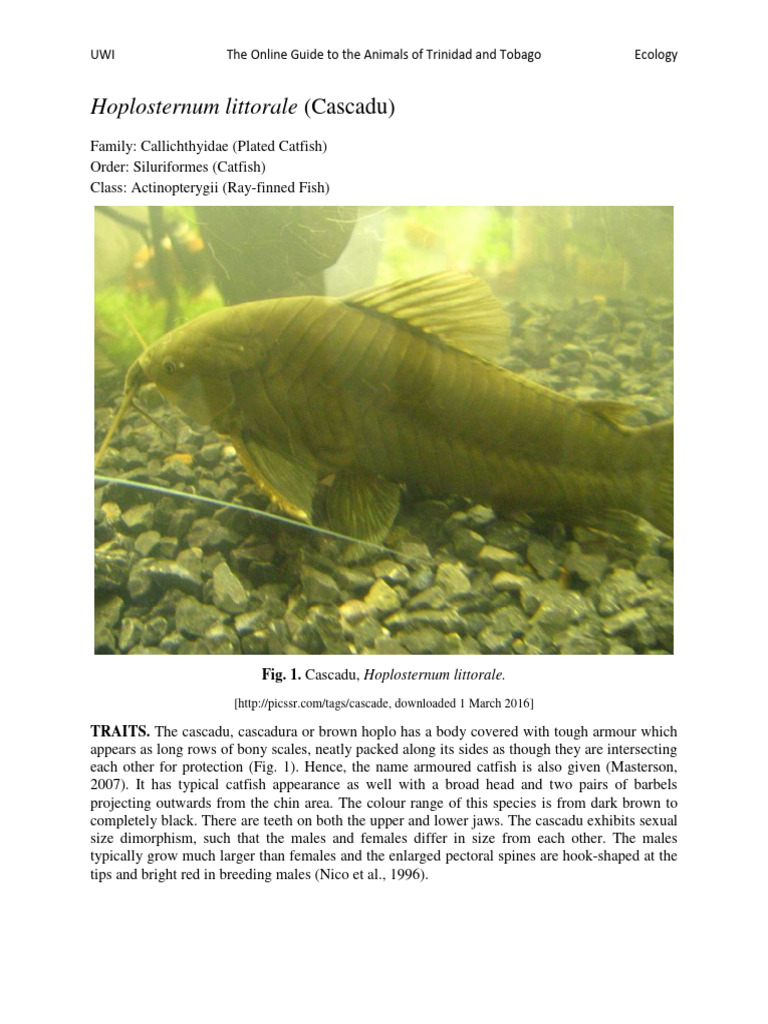 Hoplosternum - Littorale - Cascadu | PDF | Spawn (Biology) | Fish