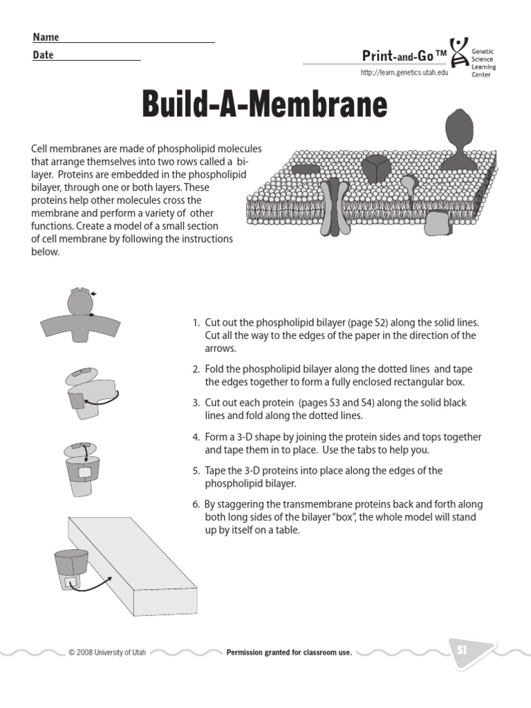 BuildAMembrane STUDENT Activity | PDF | Cell Membrane | Phospholipid
