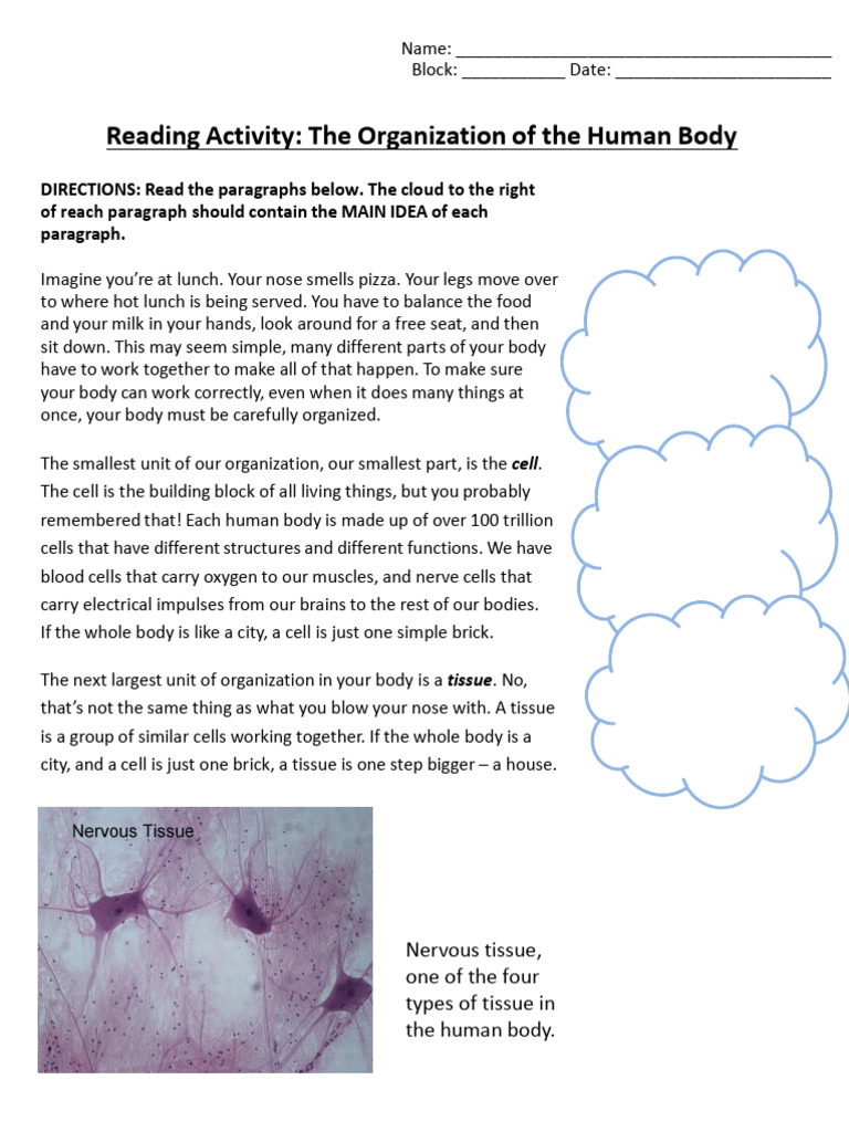 Levels of Organization Guided Reading | PDF | Human Body | Tissue (Biology)