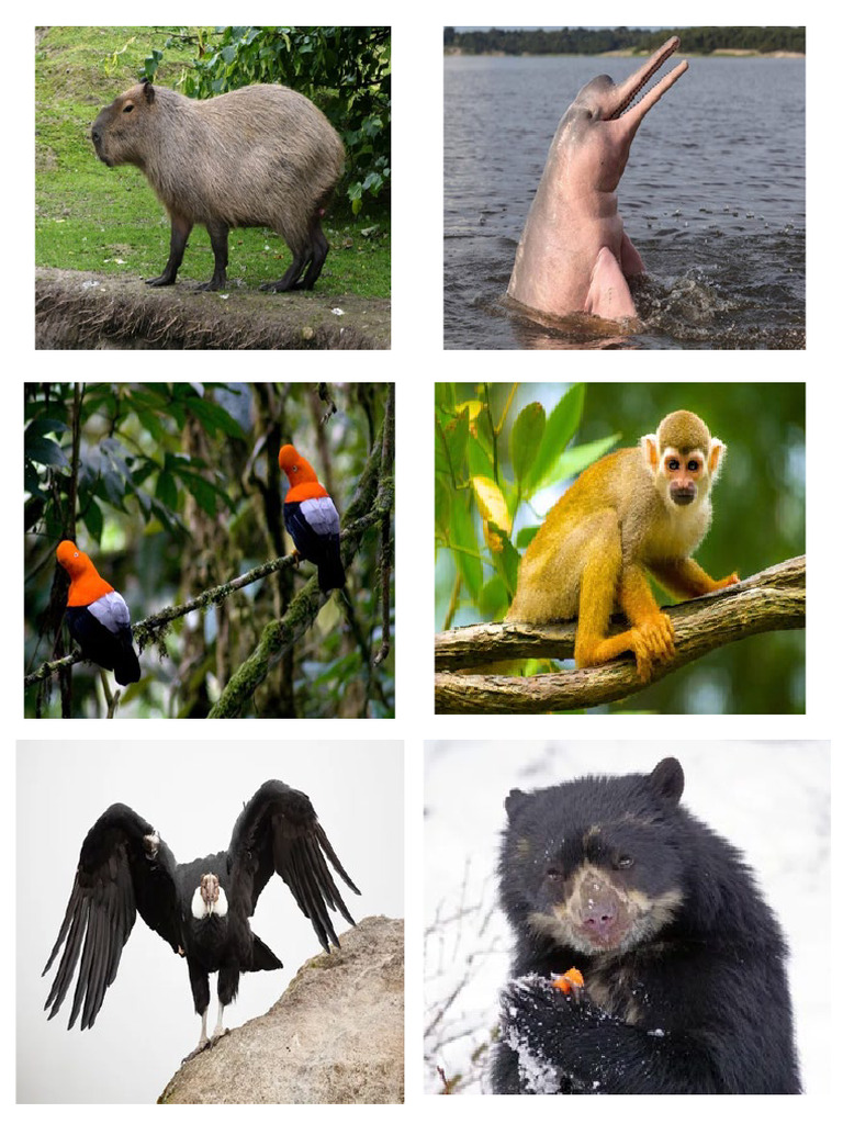 MAR PERUANO FAUNA 2 | PDF