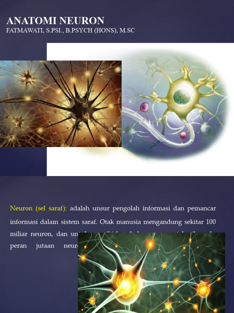 3-PPT Anatomi Neuron | PDF