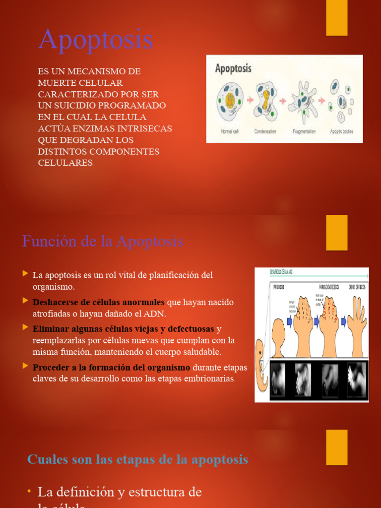 Apoptosis: Muerte Celular Programada | PDF | Apoptosis | Caspasa
