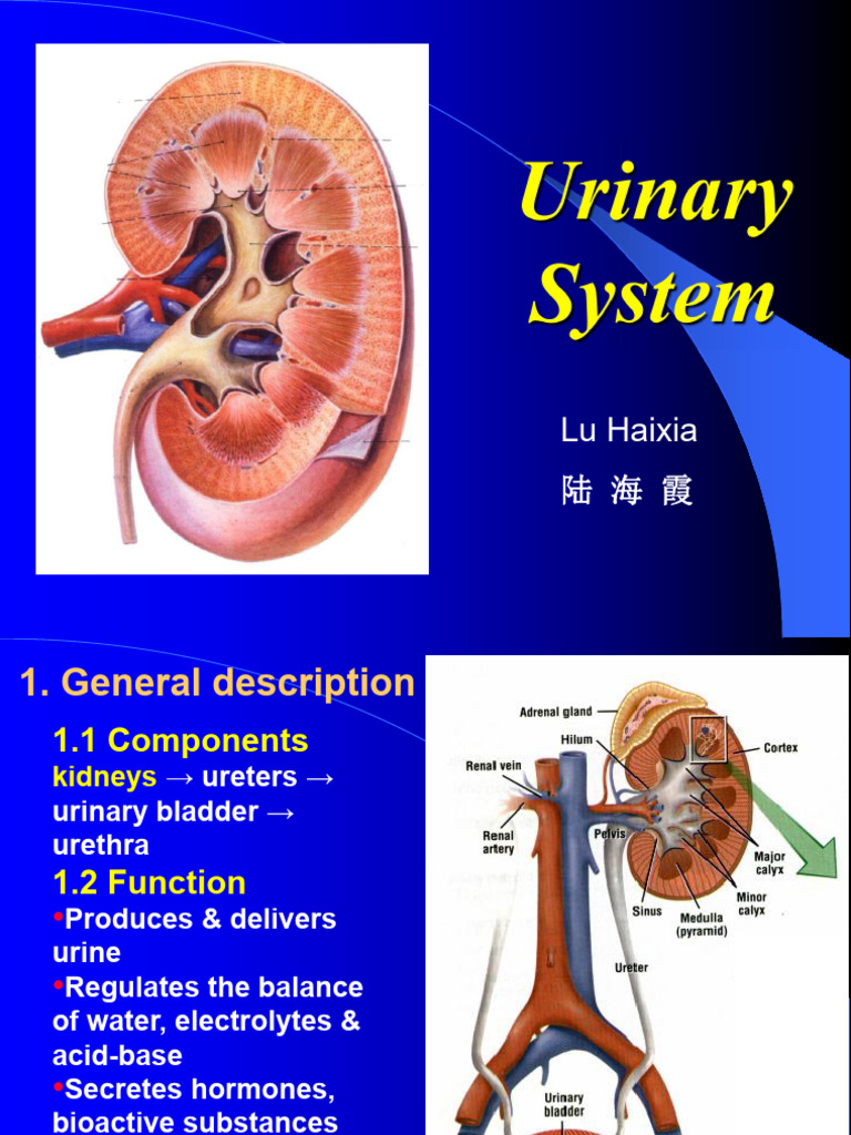 16 Urinary 1 | PDF | Kidney | Urinary System