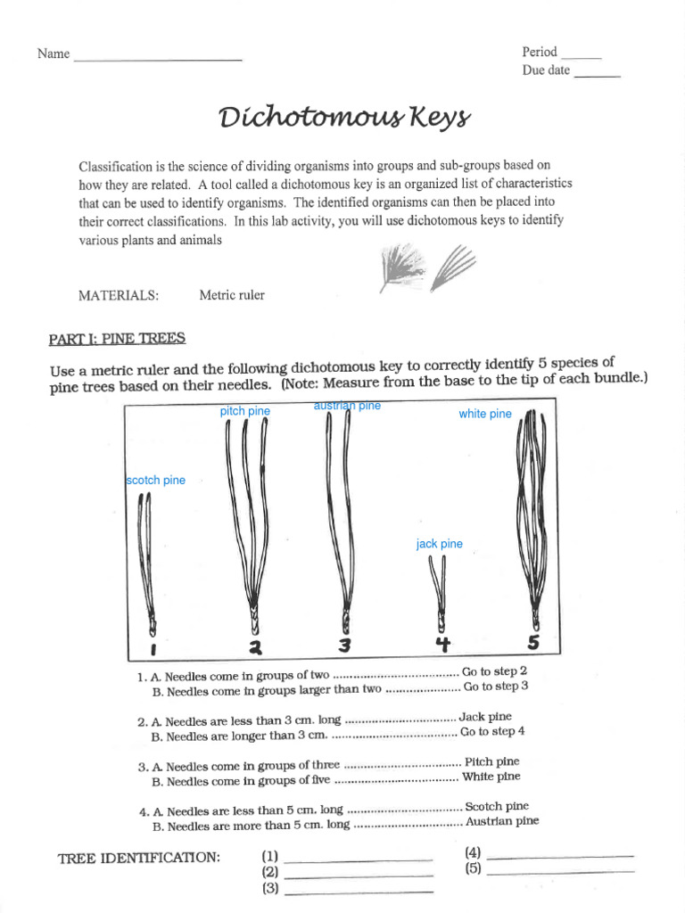 Dichotomous Keys | PDF