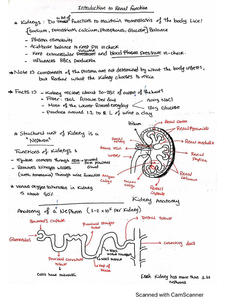 Renal Function | PDF