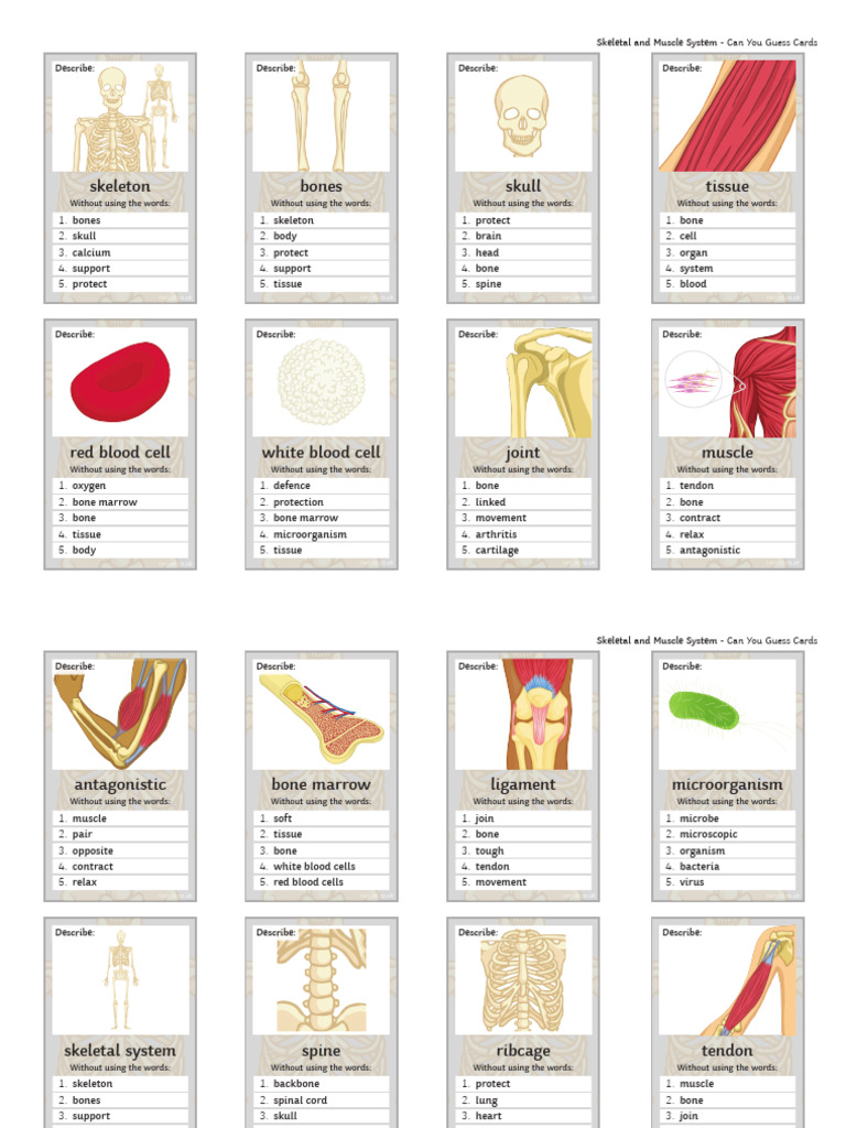 Skeletal and Muscle Systems Can You Guess Cards | PDF | Skeleton | Bone