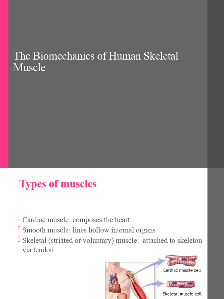 Biomechanics of Human Skeletal Muscle | PDF | Skeletal Muscle | Muscle