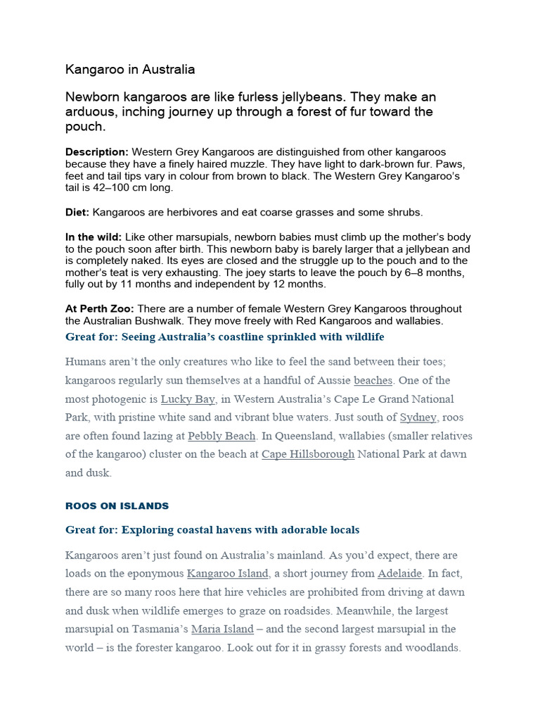 Western Grey Kangaroo Overview | PDF