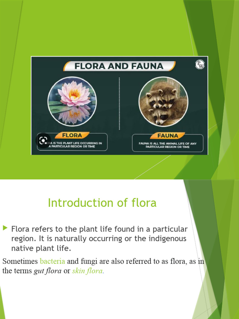 Presentation Flora Fauna | PDF | Fauna | Basil