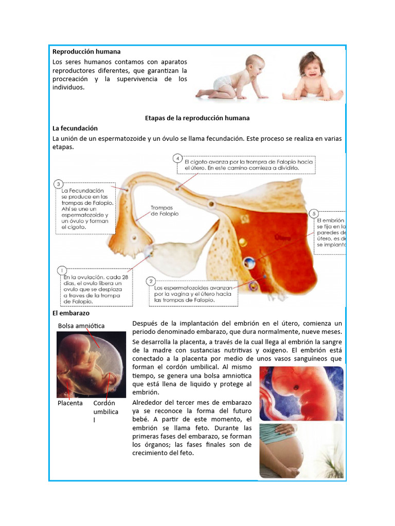Reproducción Humana | PDF | El embarazo | Reproducción humana