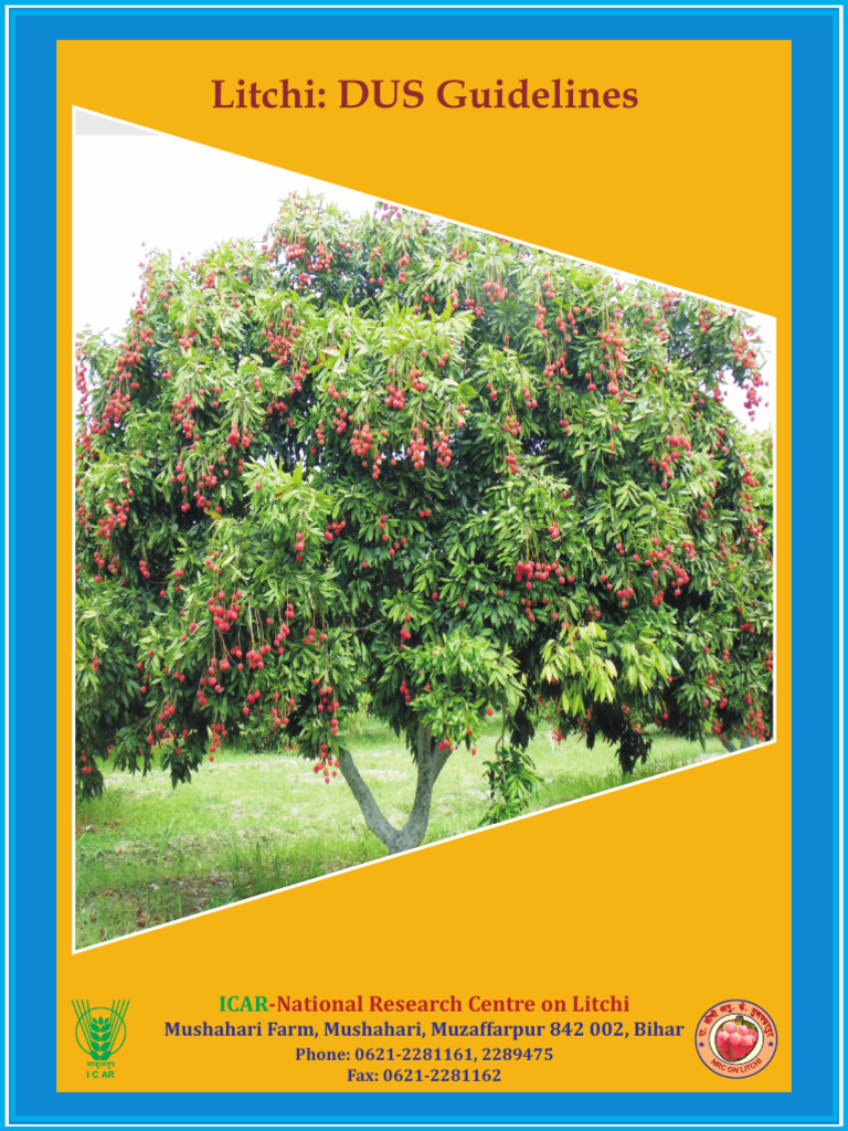 Litchi DUS Guidelines | PDF | Leaf | Botany