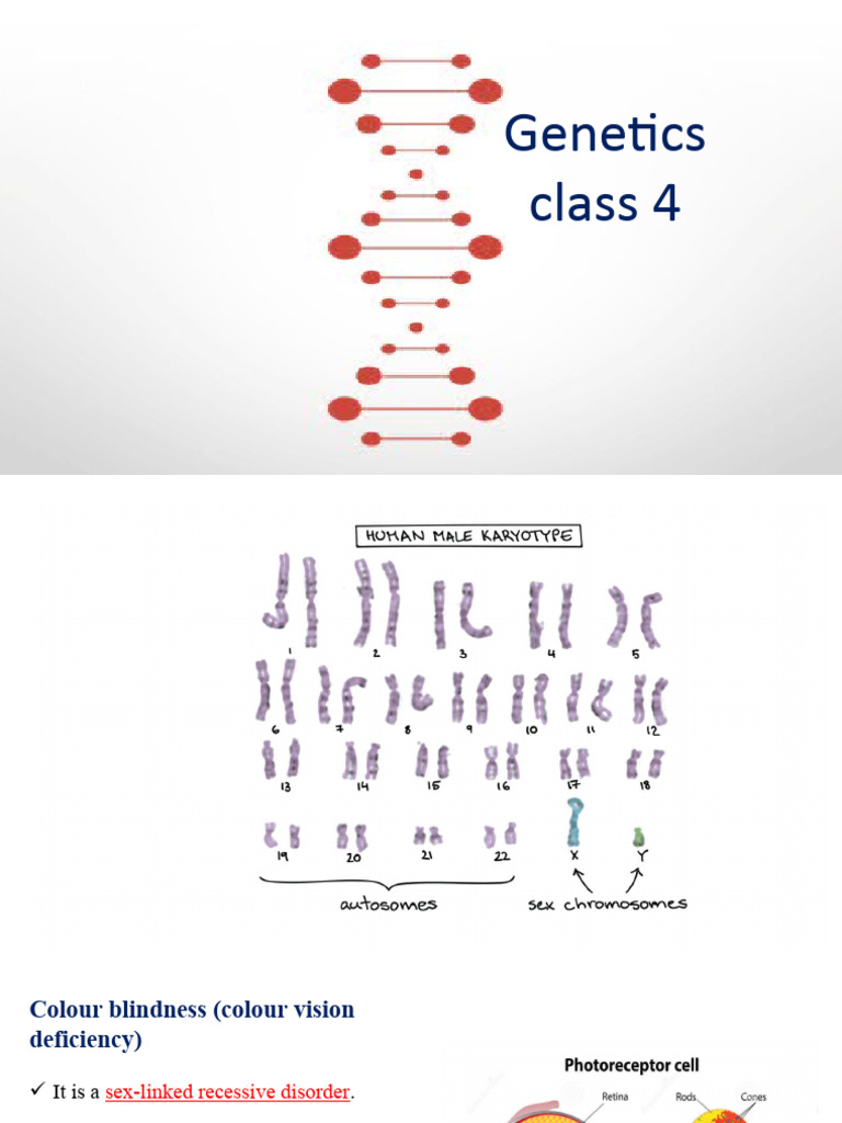 Genetics Class 4 | PDF | Dominance (Genetics) | Allele
