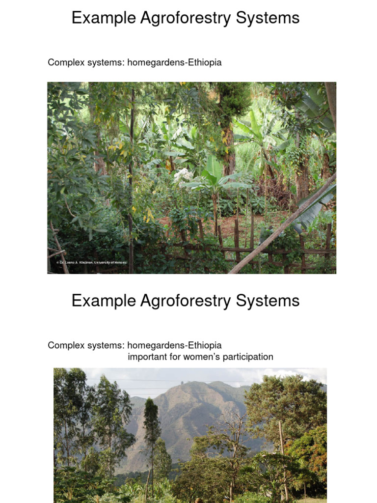 301_Agroforestry | PDF | Crop Rotation | Trees