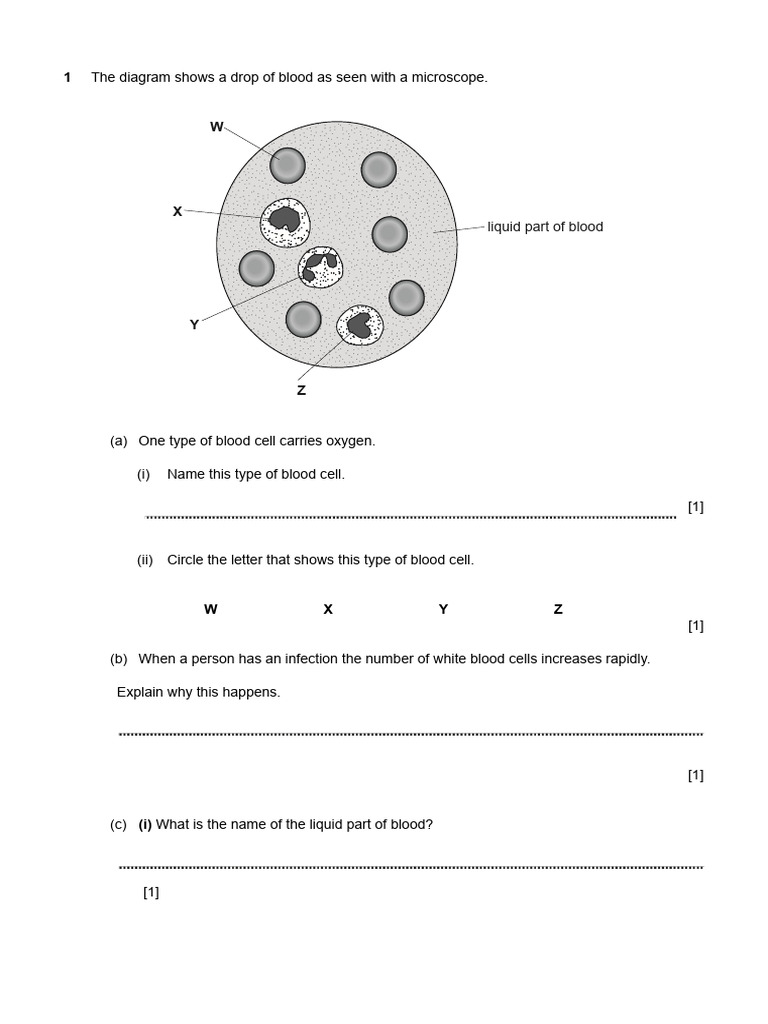 Blood and Plant Cell Study Guide | PDF | Blood | Respiratory System