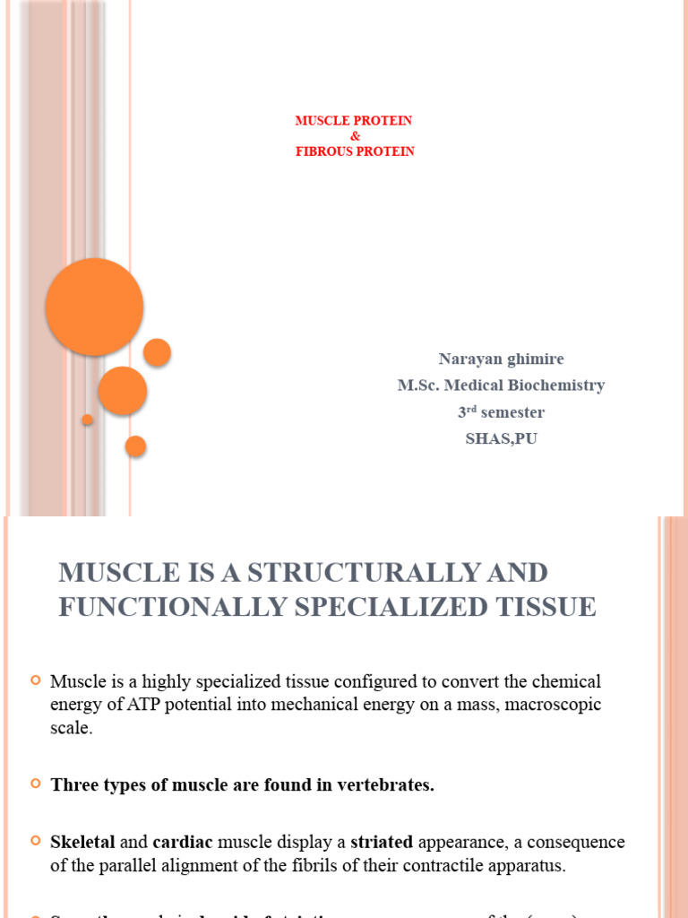 Muscle Protein Structure and Function | PDF | Collagen | Actin