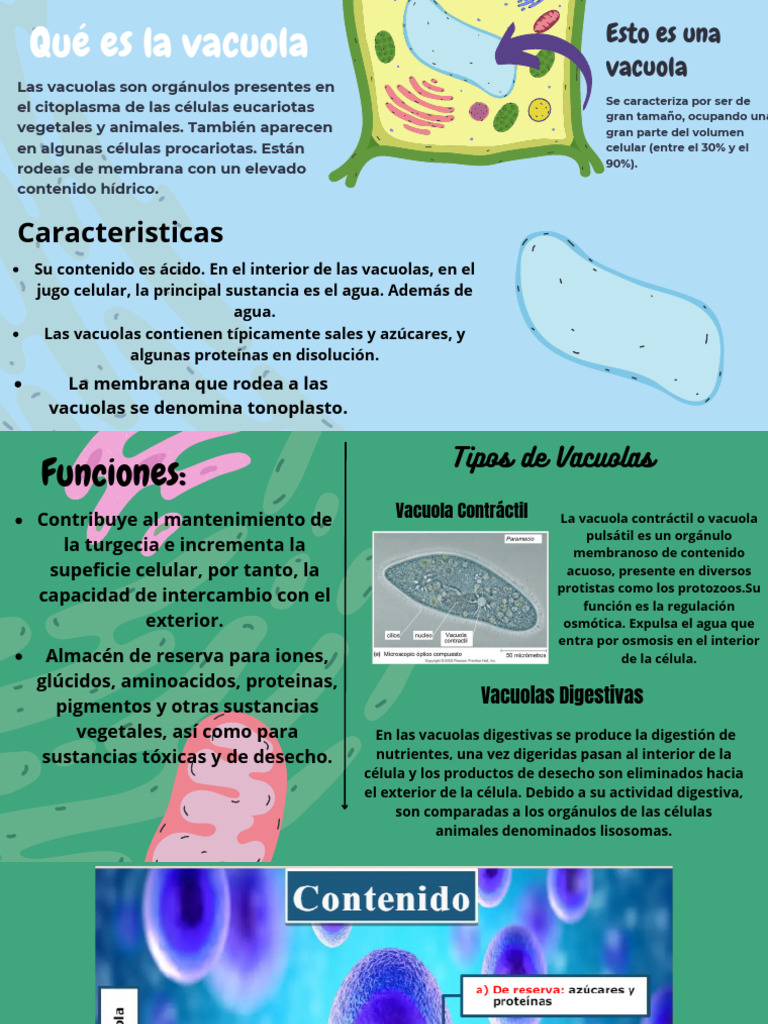 Qué Es La Vacuola | PDF | Vacuole | Biología Celular)