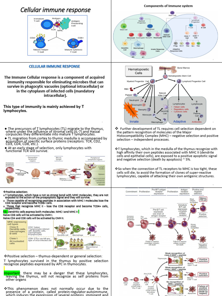 Cellular Immune Response | PDF | T Helper Cell | T Cell