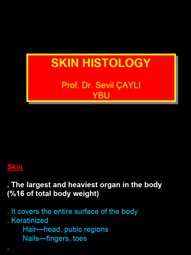 6 Skin Histology YBU | PDF | Skin | Epidermis