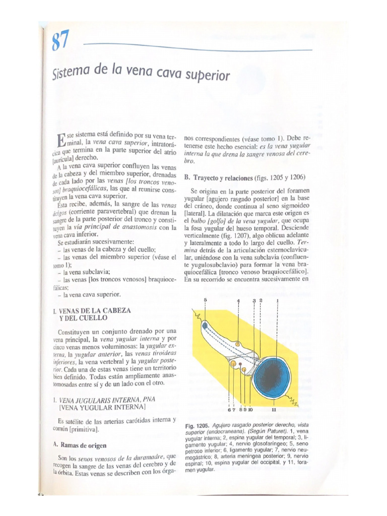 Sistema de La Vena Cava Superior | PDF
