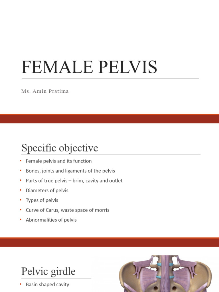 Female Pelvis | PDF | Pelvis | Musculoskeletal System